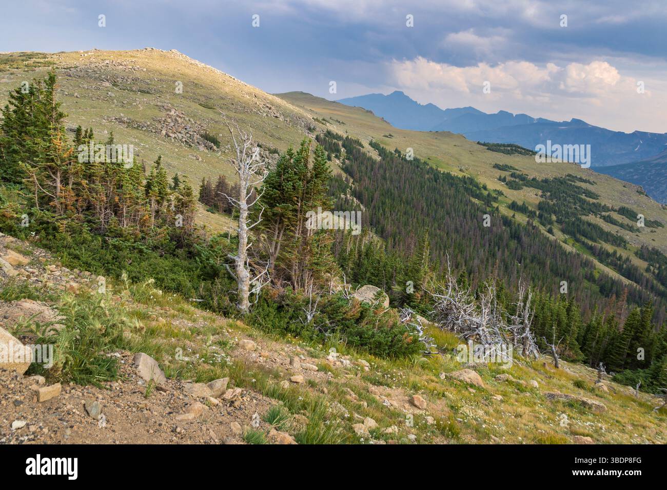 Live and dead pine trees on a steep slope at Rocky Mountain National ...