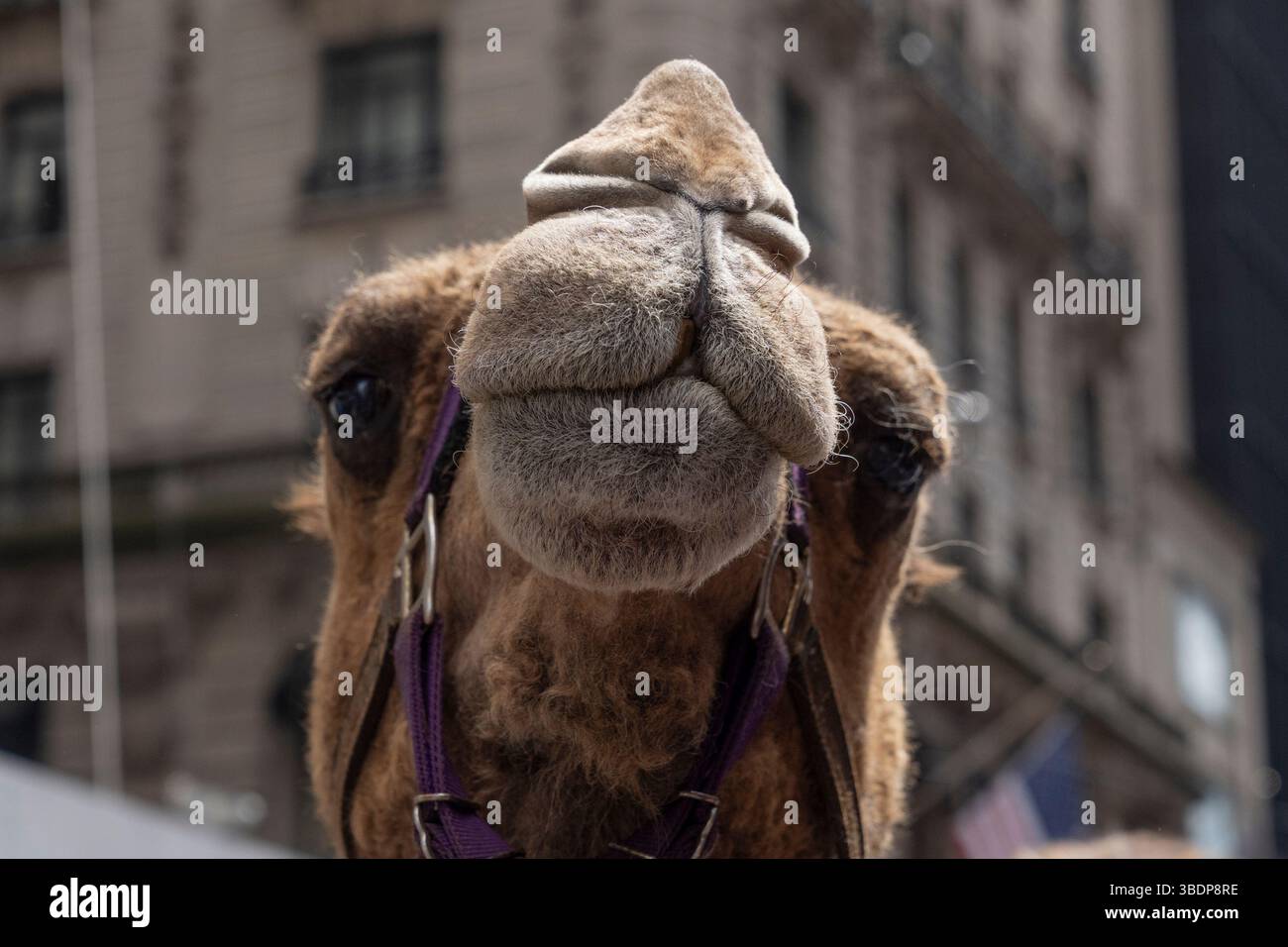 Camel seen on the street of Manhattan in New York Stock Photo - Alamy