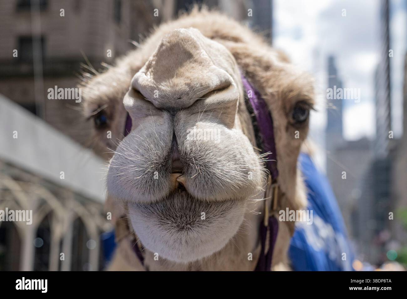 Camel seen on the street of Manhattan in New York Stock Photo - Alamy