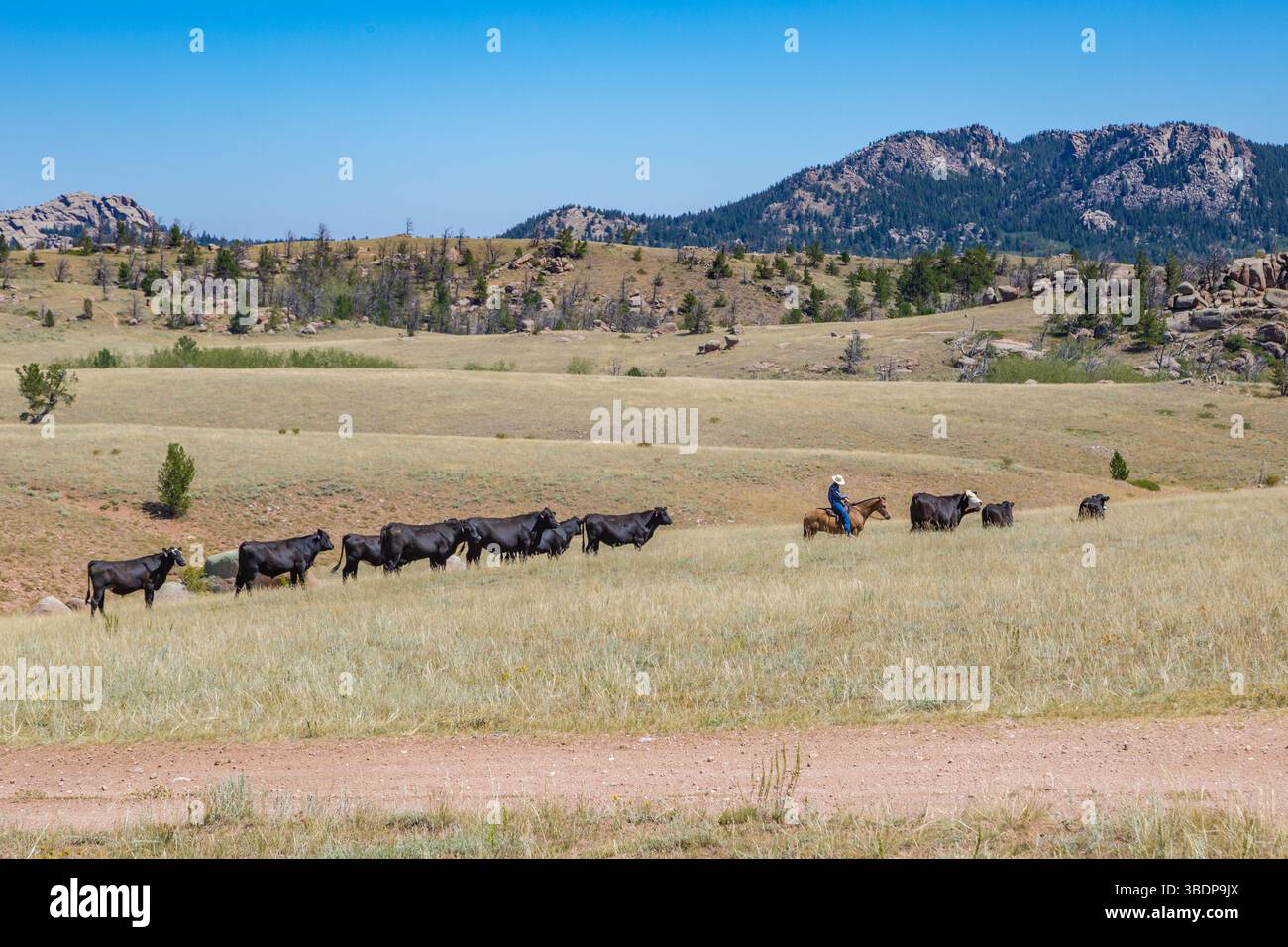 Cowboy driving cattle through a field near the Vedauwoo Recreation Area ...