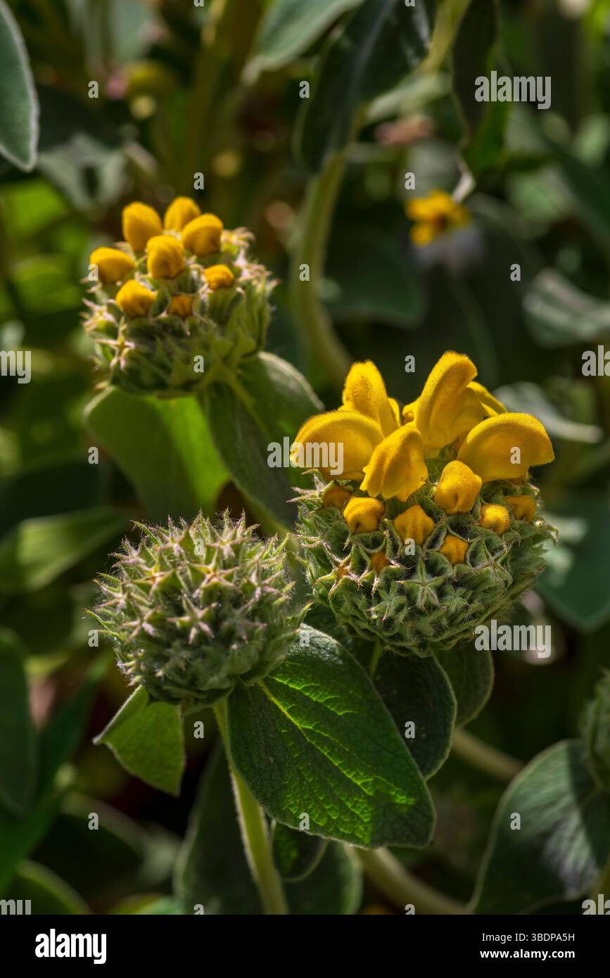 Jerusalem Sage (Phlomis fruticosa) flower heads in Sheffield Botanical ...