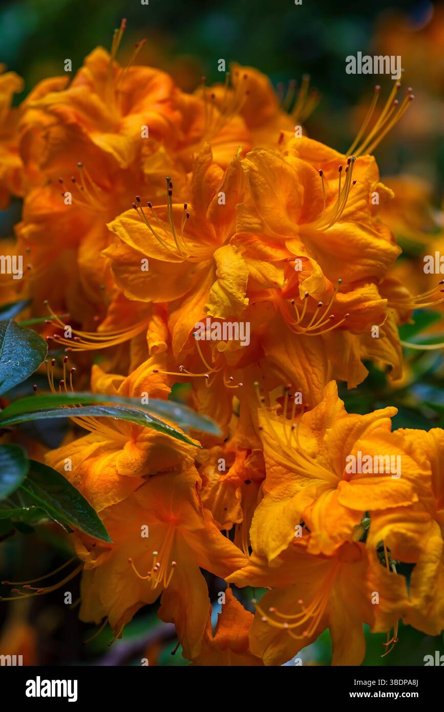 Orange Flame Azalea (Rhododendron calendulaceum) in Sheffield Botanical ...