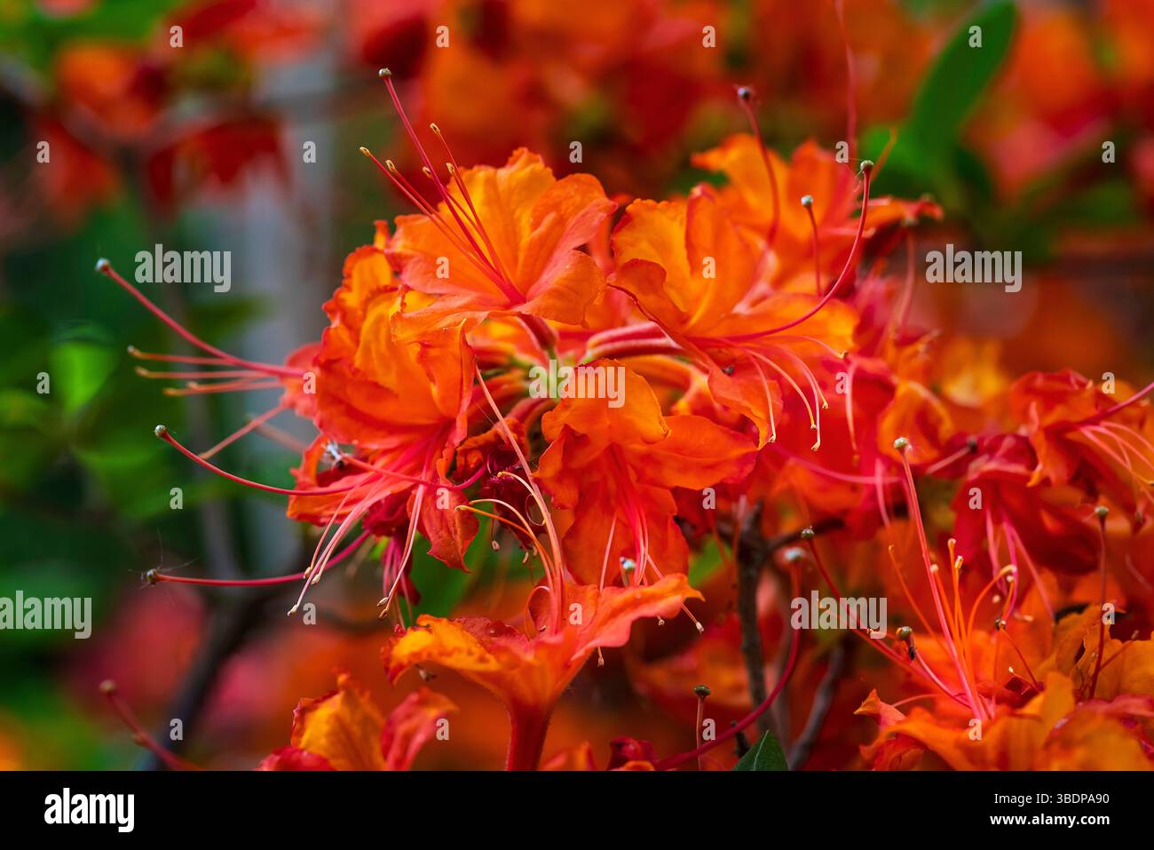 Orange-red Flame Azalea (Rhododendron calendulaceum) in Sheffield ...