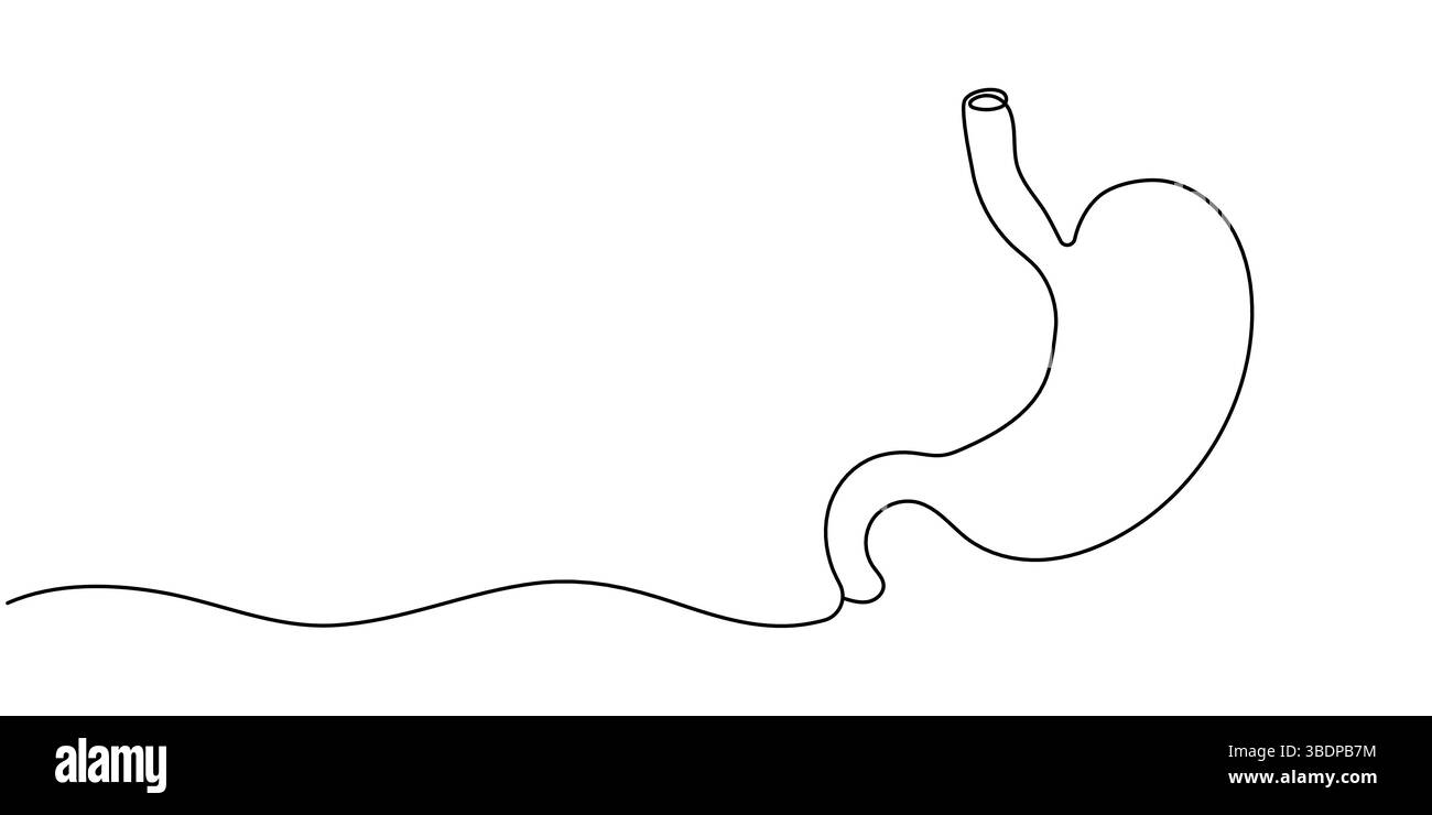 Single continuous line of Stomach. Line art of Stomach human organ ...
