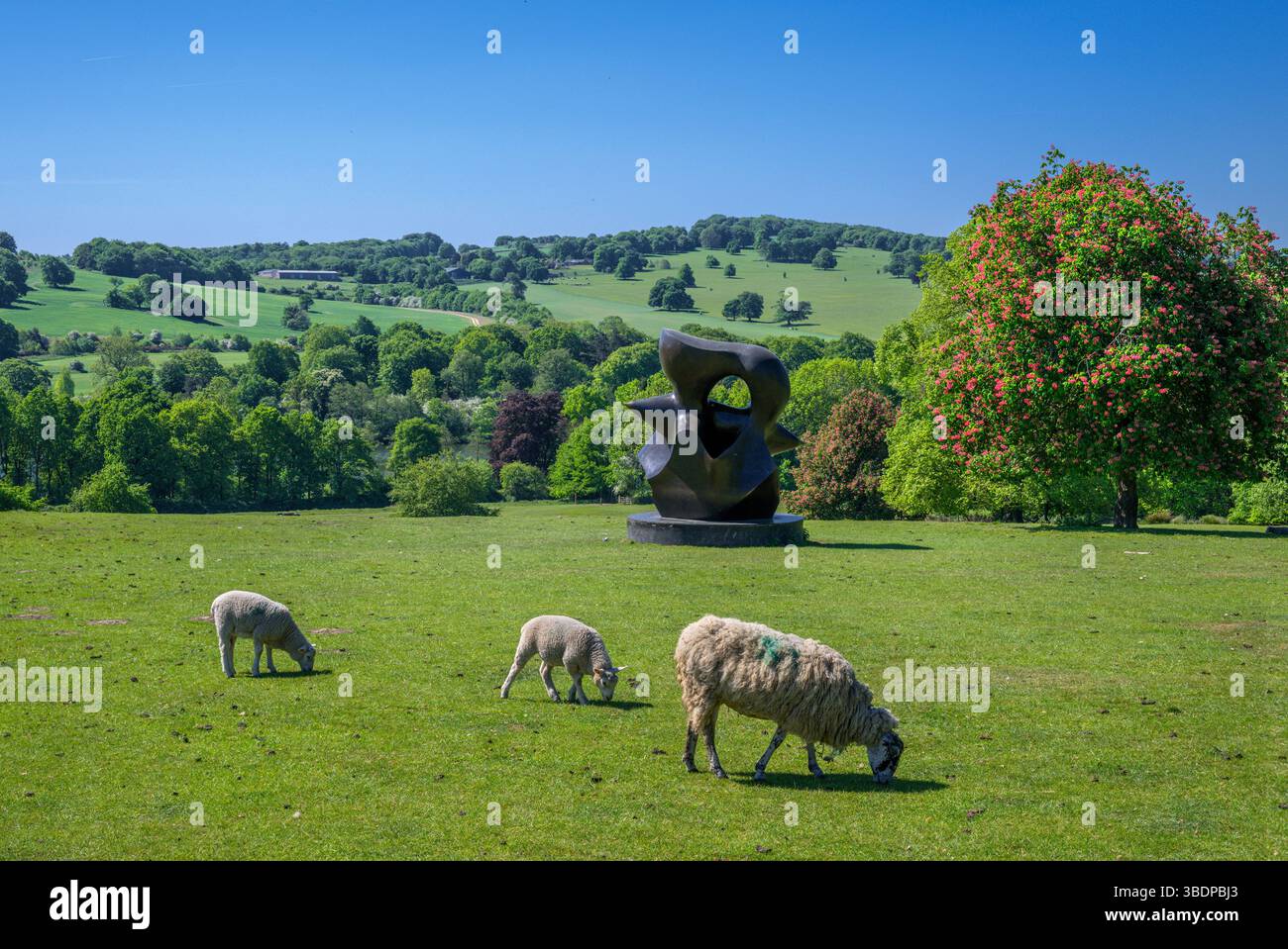 Sheep in front of Large Spindle Piece (Bronze, 1968) by Henry Moore ...