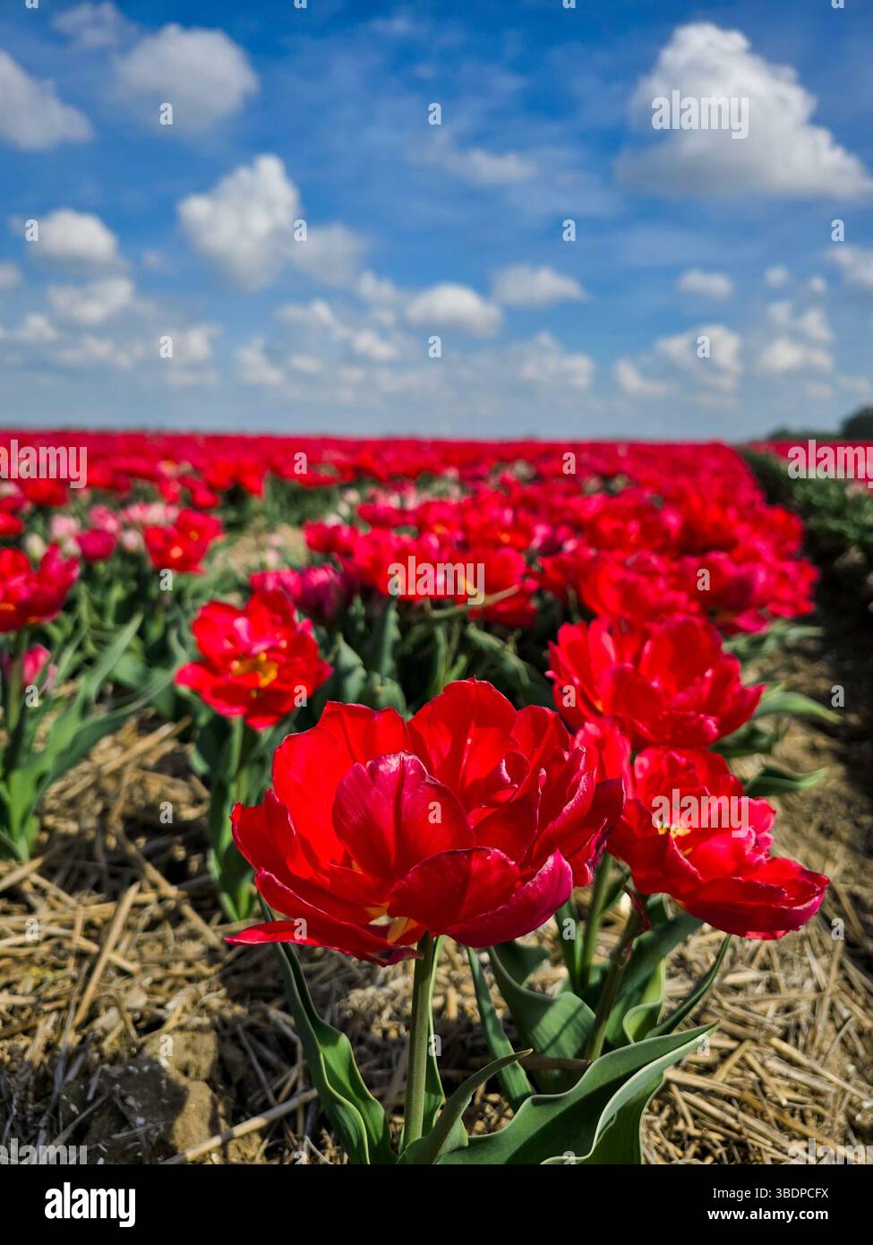 Expansive fields of bright red tulips stretch across the landscape in ...