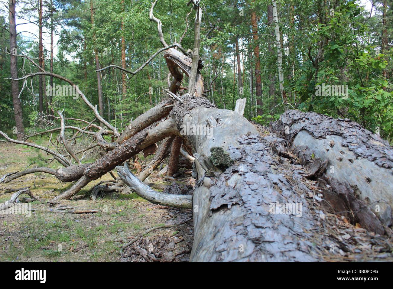 Deforestation. A fallen tree in the forest. Clearing diseased trees in ...
