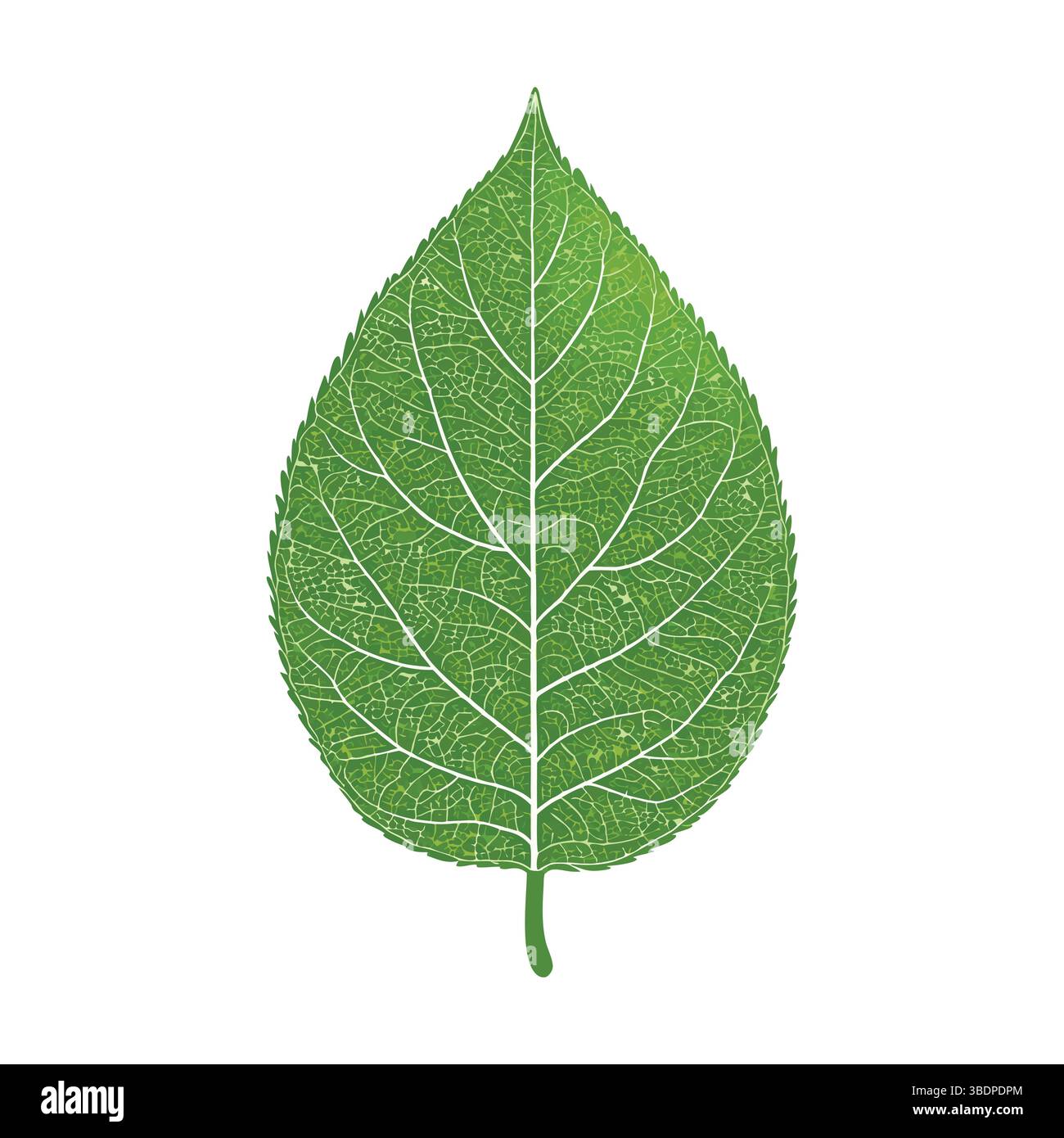 Detailed natural textures Stock Vector Images - Alamy