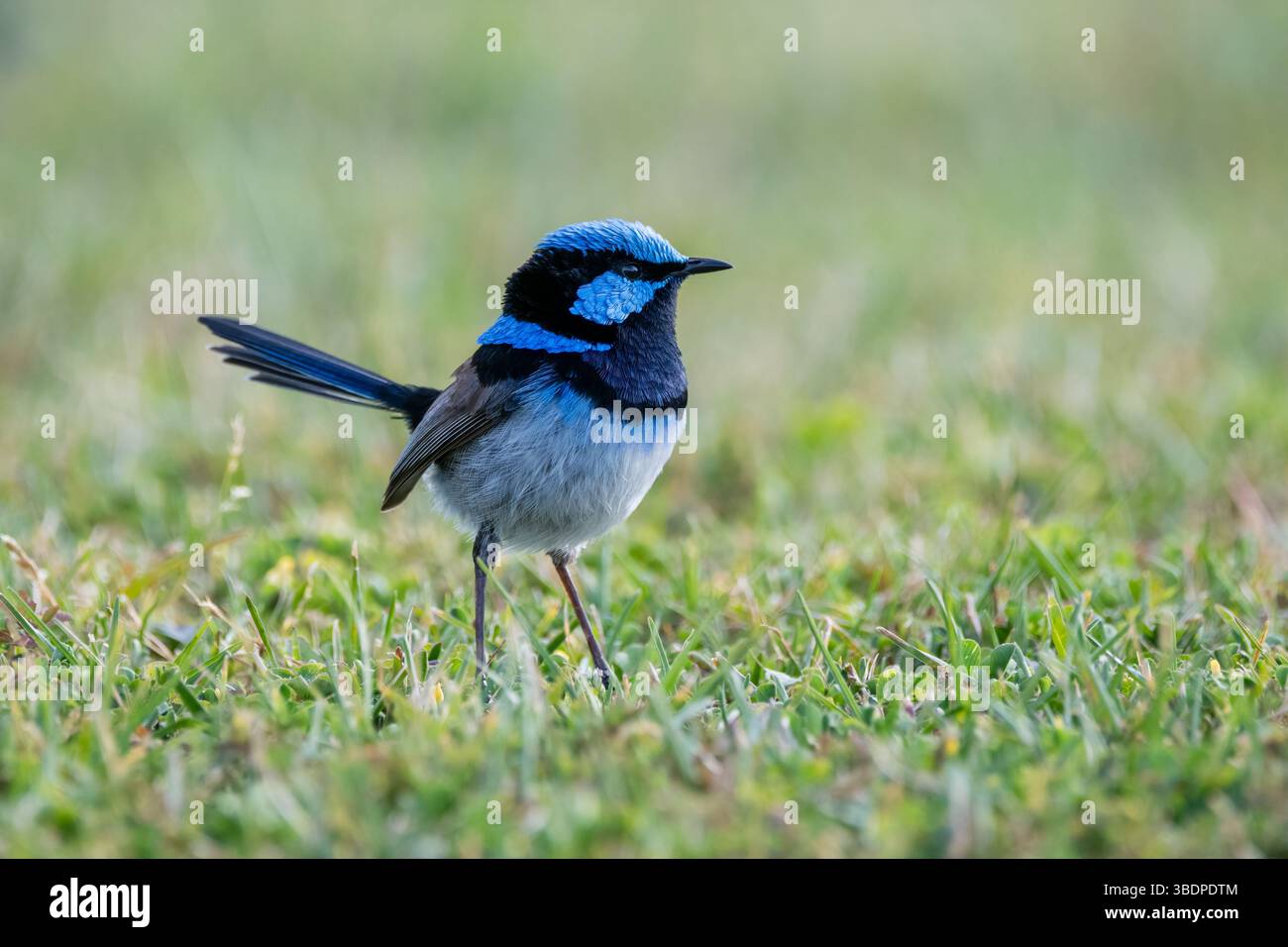 superb fairywren male, Malurus cyaneus, on the ground, Princetown ...
