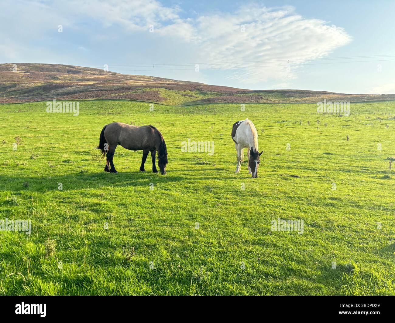 Two horses standing peacefully in a grassy field on a clear day ...