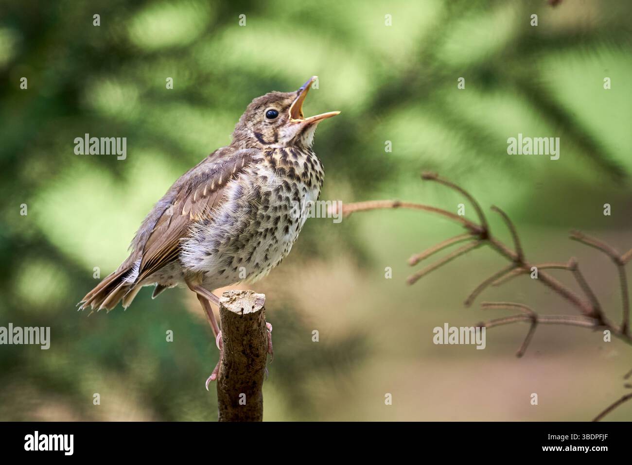 Song Thrush bird juvenile singing ( Turdus Philomelos Stock Photo - Alamy
