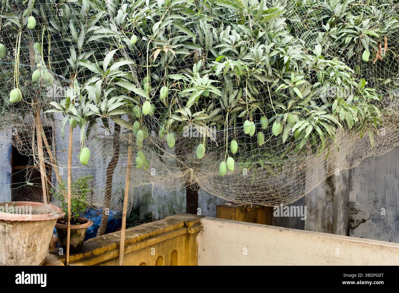 Mango tree in a Tangail courtyard protected with netting to prevent ...
