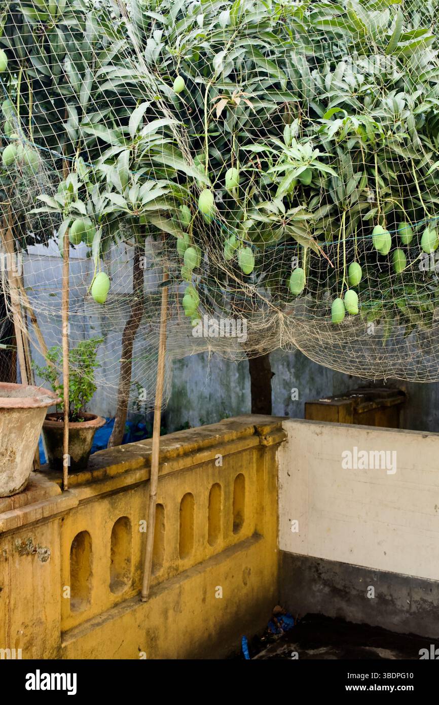Mango tree in a Tangail courtyard protected with netting to prevent ...