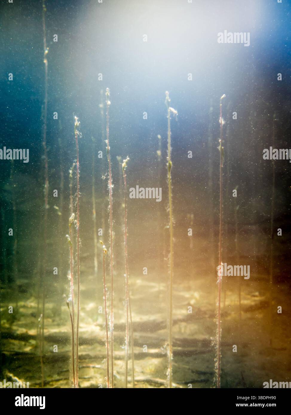 Stems of water lobelia underwater with lens flare Stock Photo - Alamy