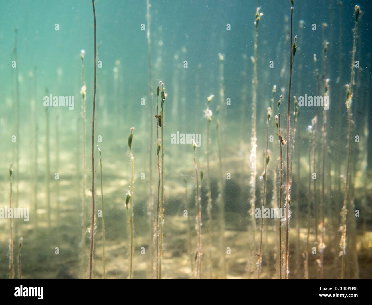 Stems of water lobelia growing towards water surface Stock Photo - Alamy
