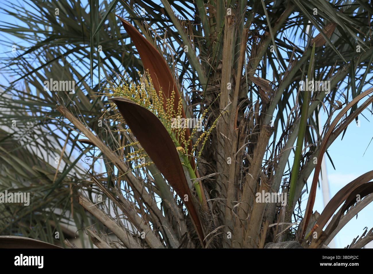 Date palm tree cake hi-res stock photography and images - Alamy