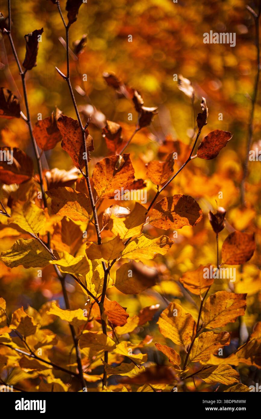 Hues of orange hi-res stock photography and images - Alamy