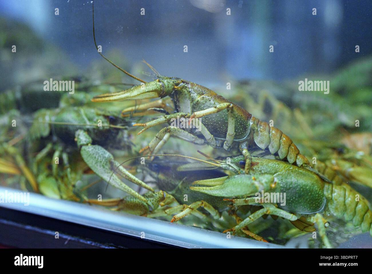 Freshwater crustaceans in a tank at a seafood market during the ...