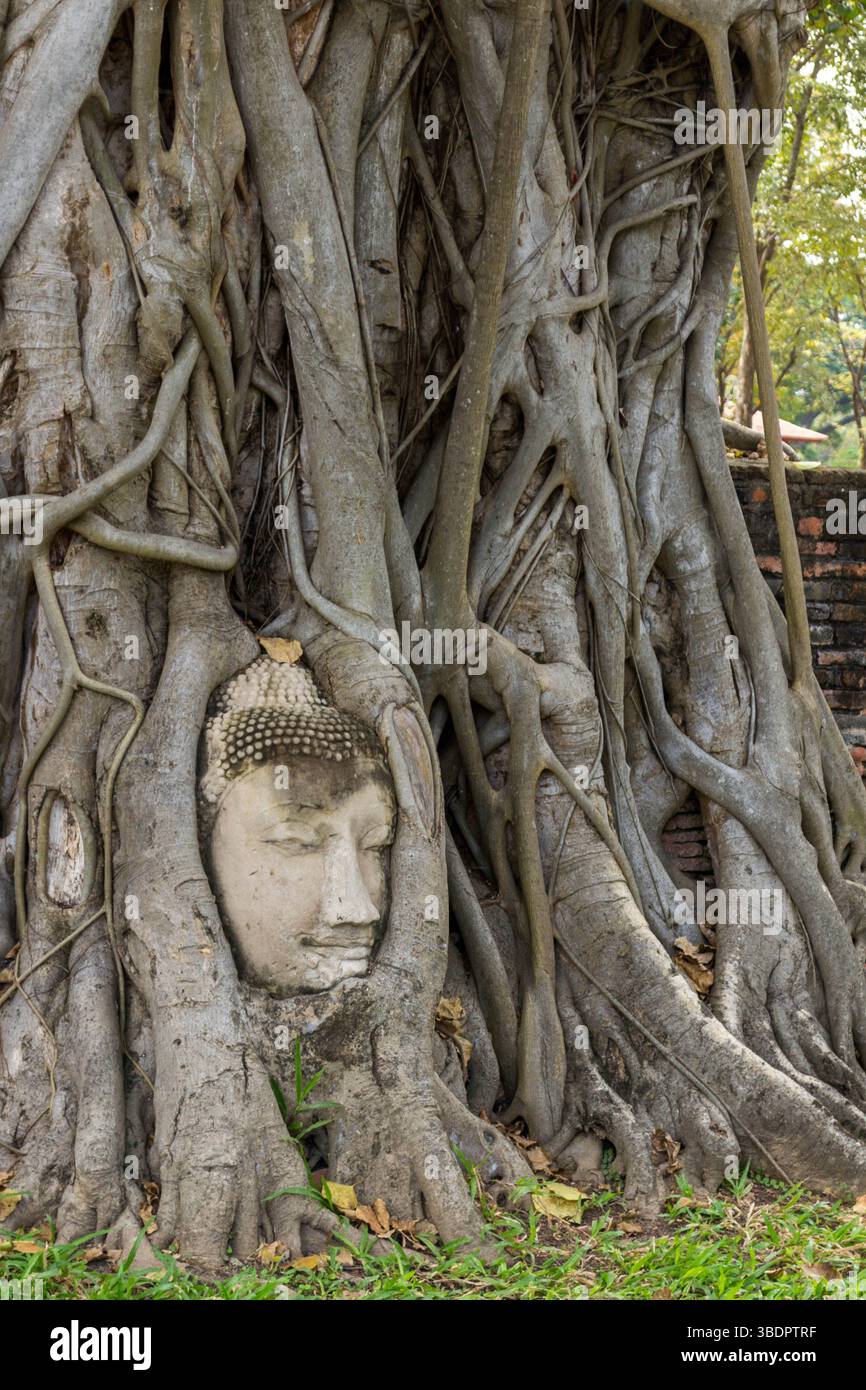 Stone Buddha Head Statue trapped in Bodhi Tree Roots in Wat Mahathat ...