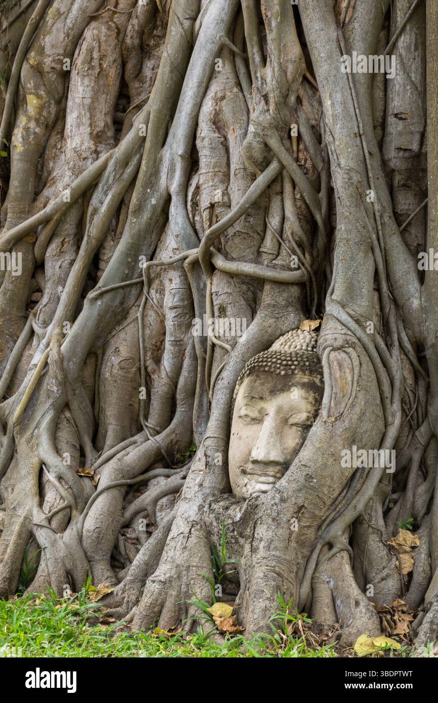 Stone Buddha Head Statue trapped in Bodhi Tree Roots in Wat Mahathat ...