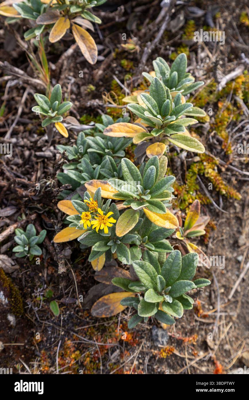 Brachyglottis hi-res stock photography and images - Alamy