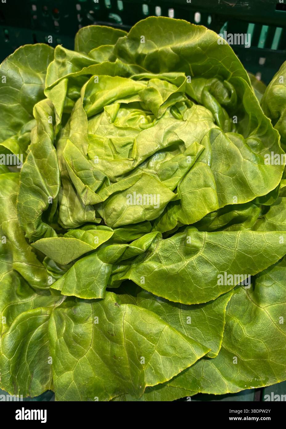 A large head of fresh green lettuce is nestled in a market basket. Its ...