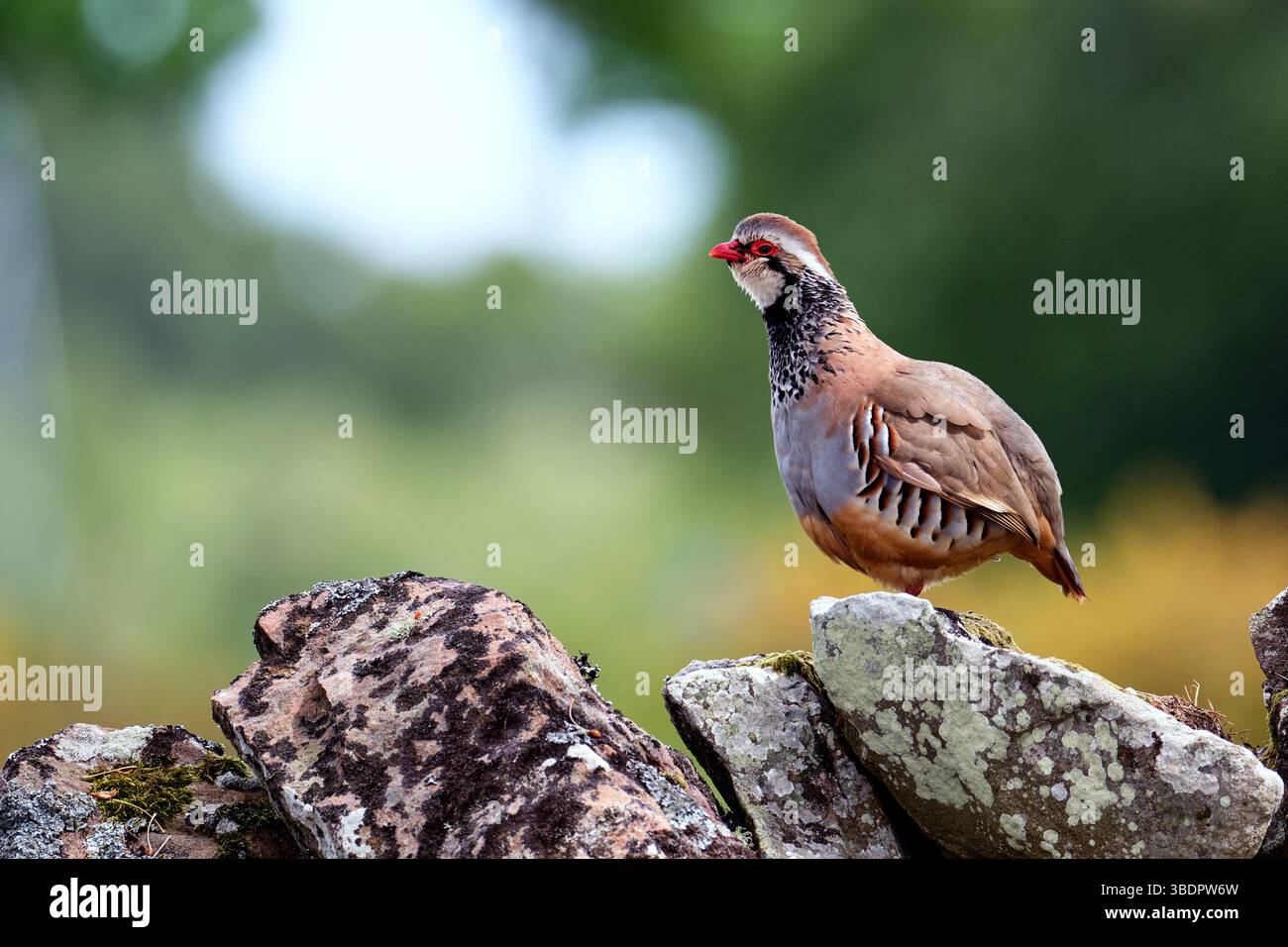 Red legged partridge male hi-res stock photography and images - Alamy
