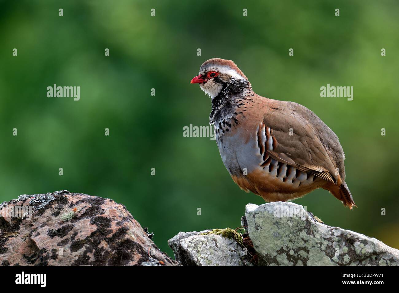 Red legged partridge male hi-res stock photography and images - Alamy