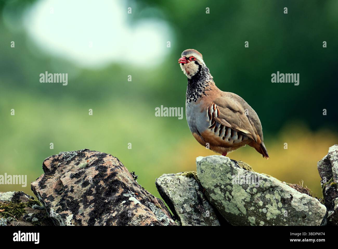 Red legged partridge male hi-res stock photography and images - Alamy
