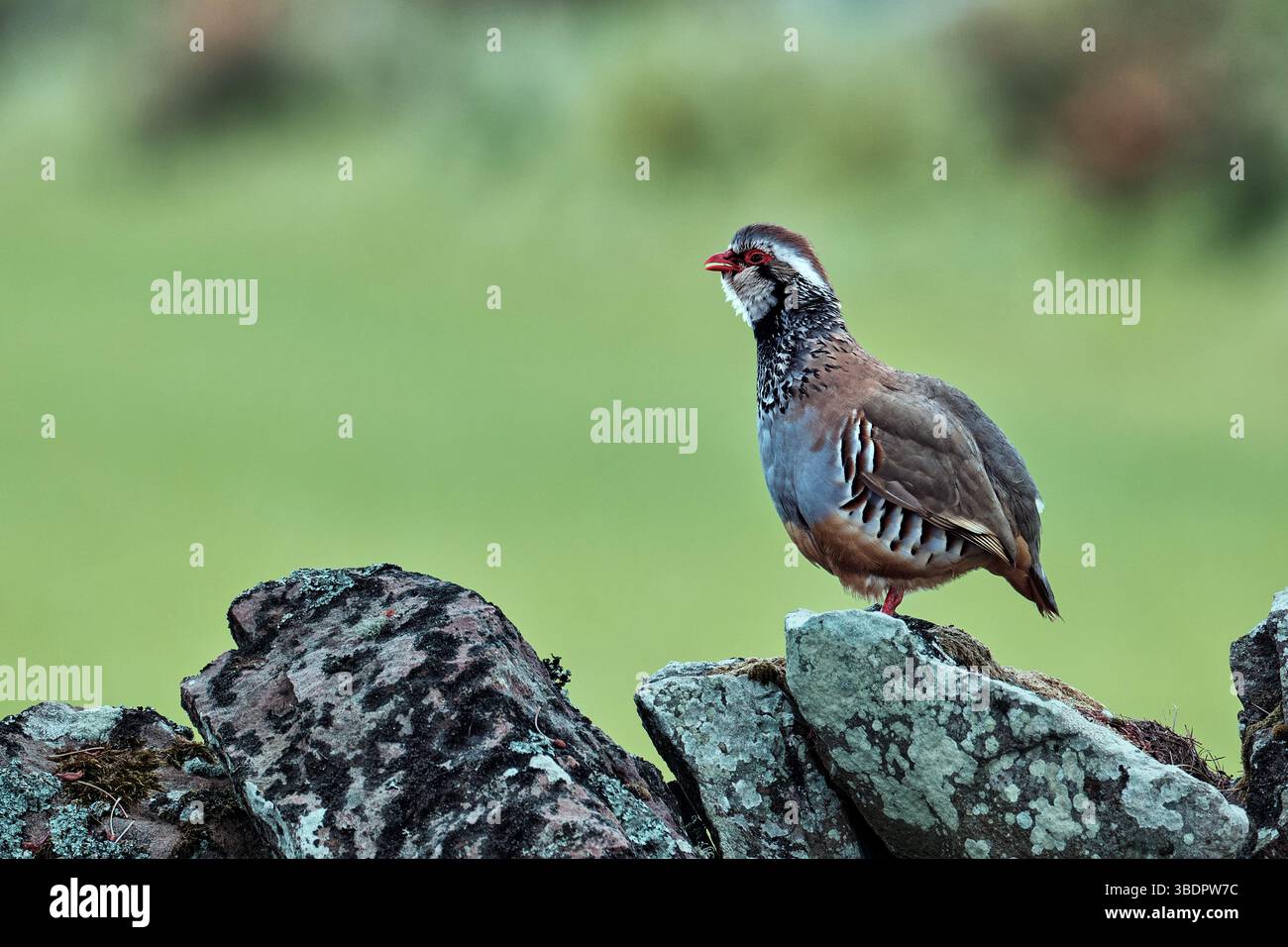 Male red-legged partridge on Wall Stock Photo - Alamy