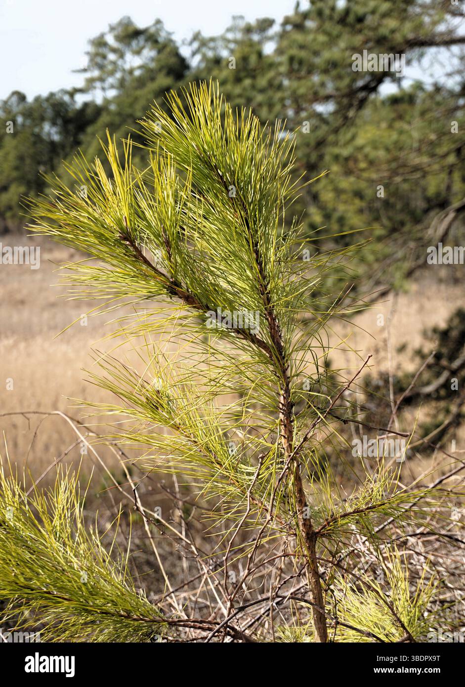 Vertical close up of a sand pine, Pinus Clausa, a coniferous tree ...