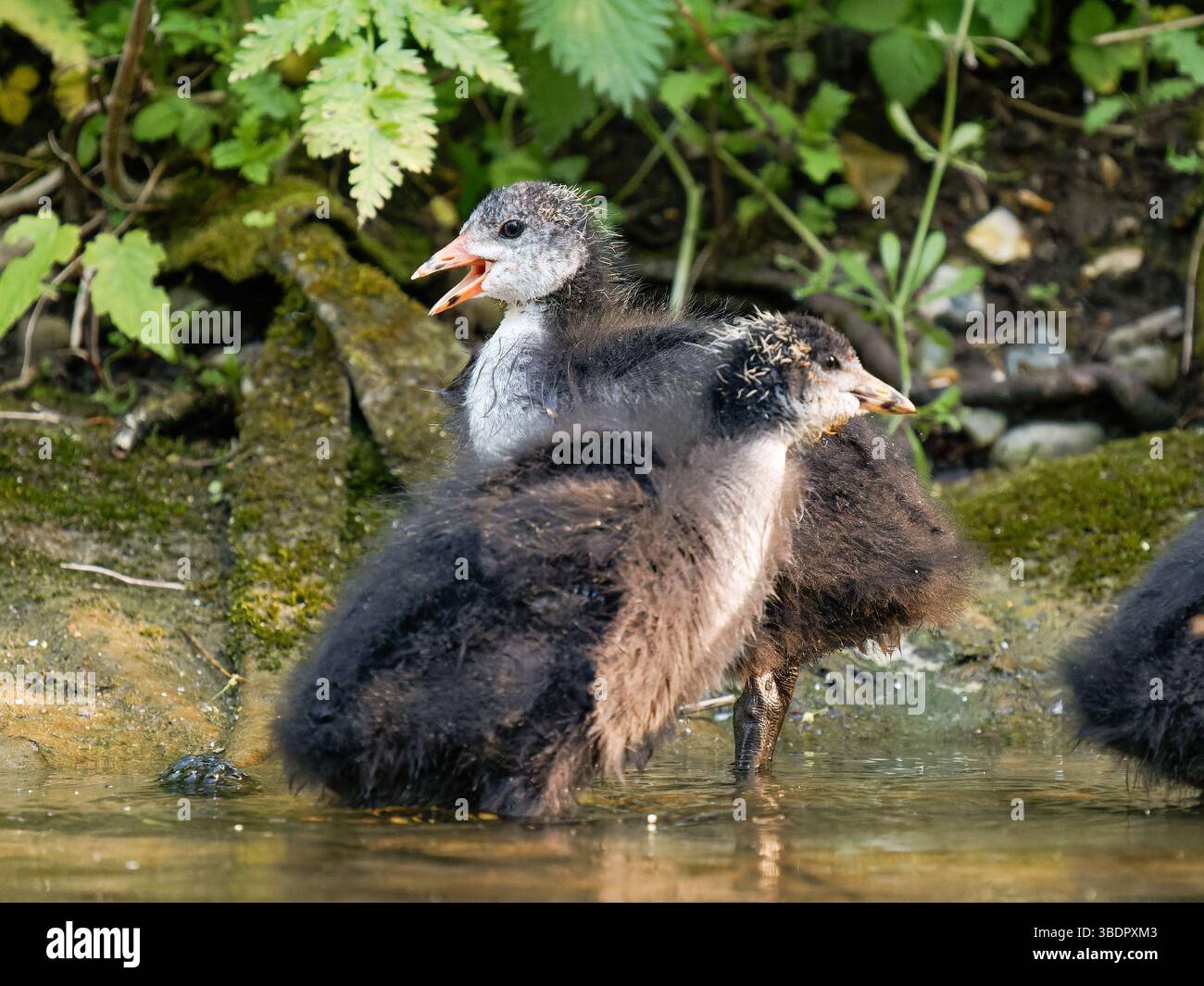 Two baby Eurasian coots (Fulica atra) stand close to the water's edge ...