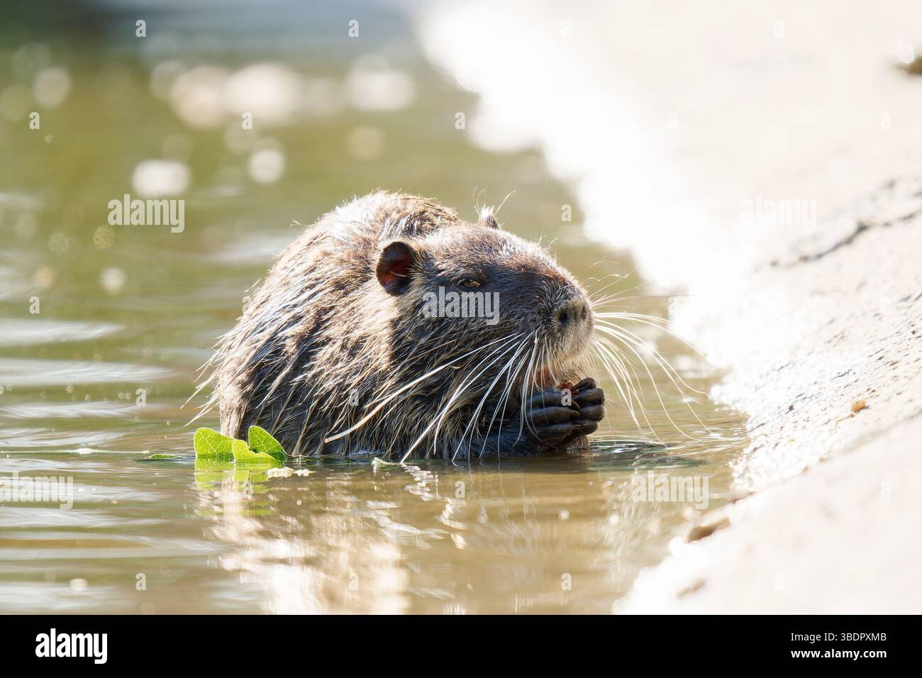 Coypu (Myocastor coypus) feeding in the water at Mare Saint James, Bois ...