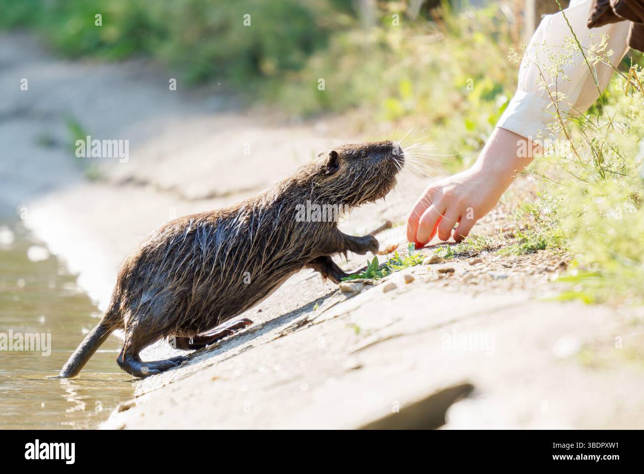 Coypu (Myocastor coypus) eating grass near water at Mare Saint James ...