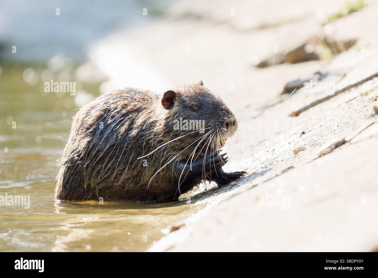 Coypu (Myocastor coypus) emerging from the water at Mare Saint James ...