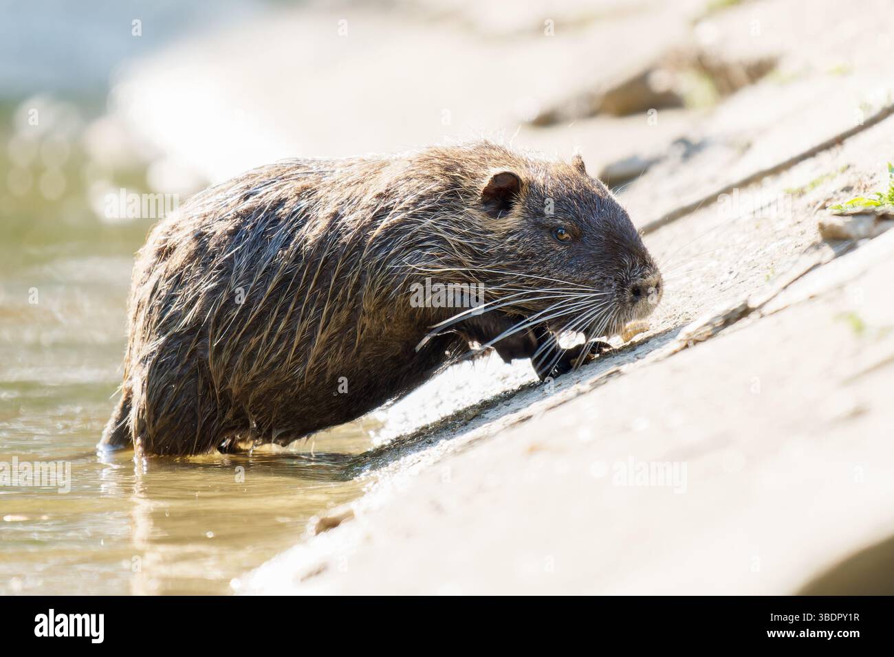 Coypu (Myocastor coypus) emerging from the water at Mare Saint James ...