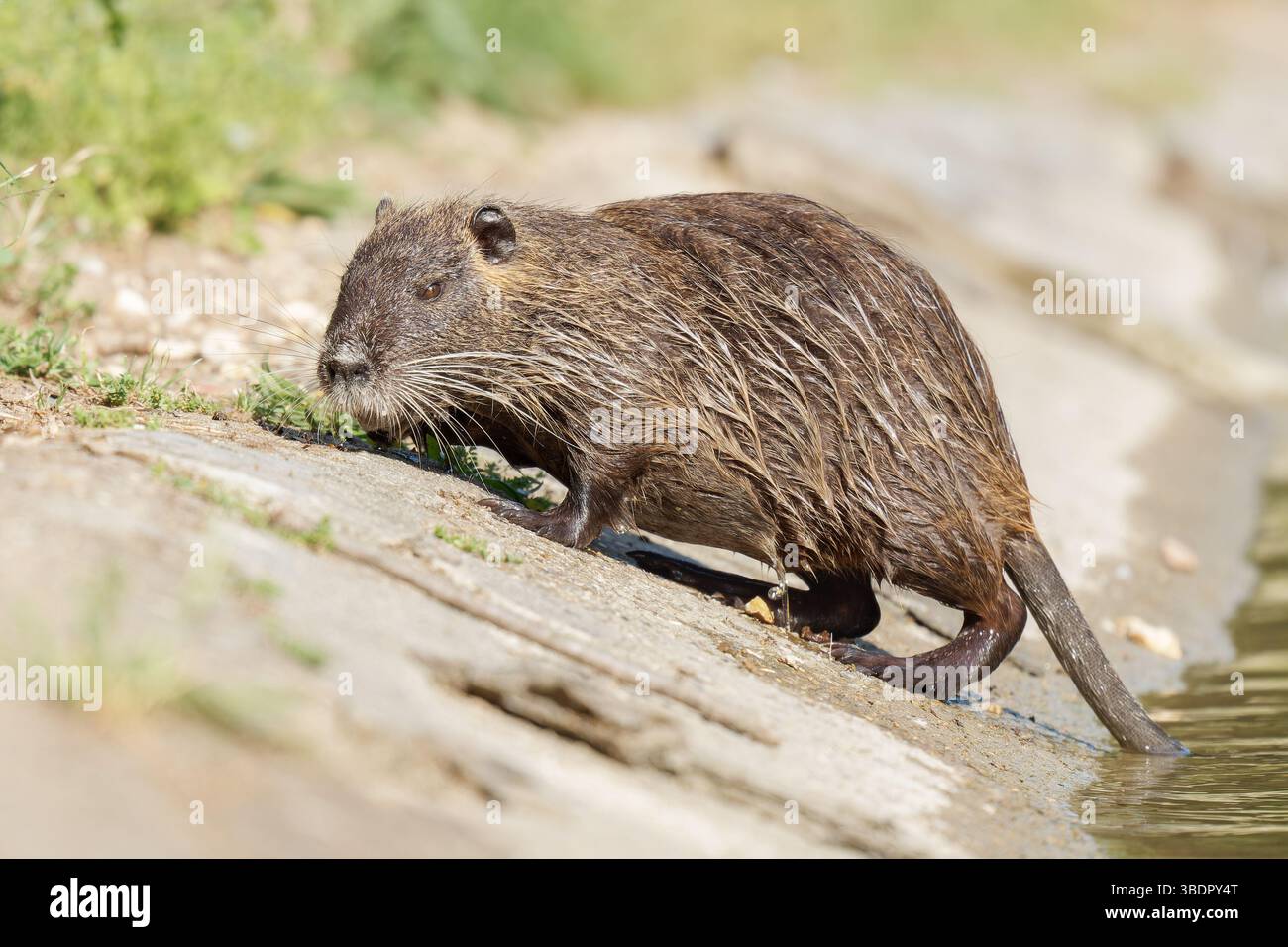 Coypu (Myocastor coypus) emerging from the water at Mare Saint James ...