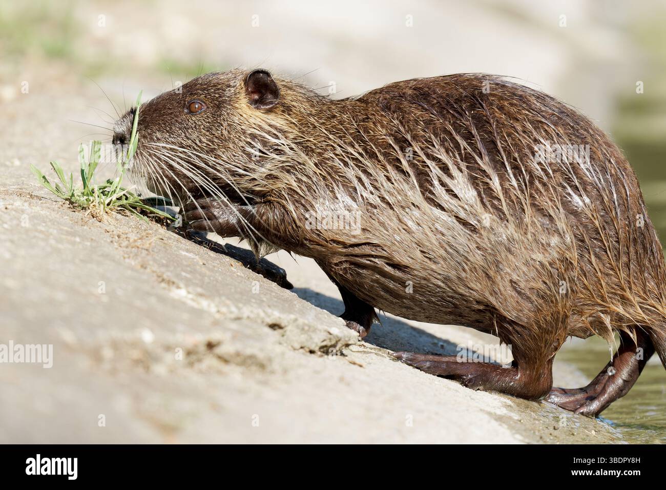 Coypu (Myocastor coypus) emerging from the water at Mare Saint James ...
