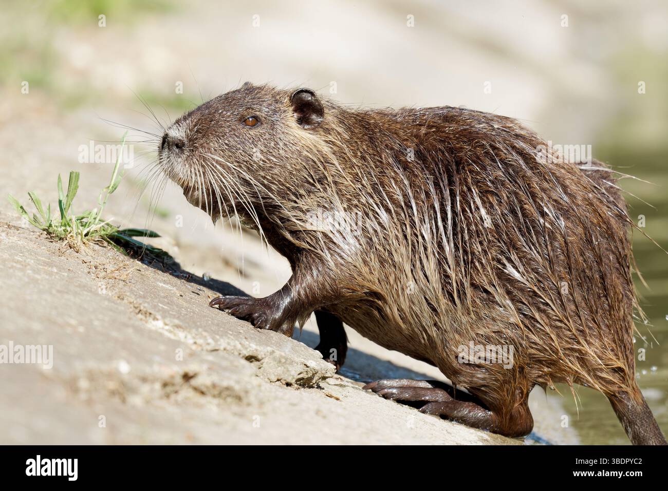 Coypu (Myocastor coypus) emerging from the water at Mare Saint James ...