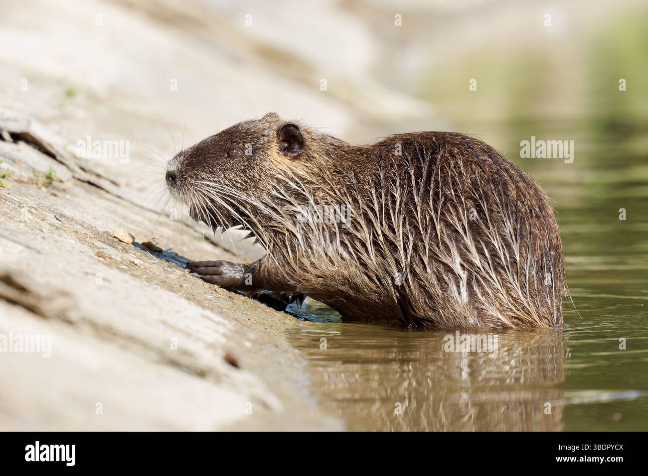 A Coypu (Myocastor coypus) sits at the water’s edge, grooming its fur ...