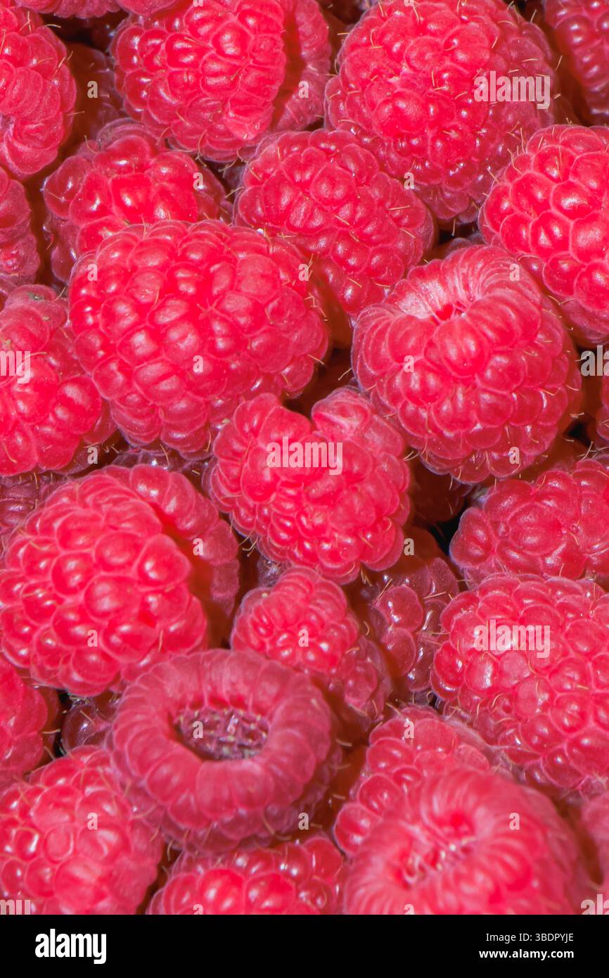 Clusters of fresh, ripe raspberries are displayed at a market stall ...