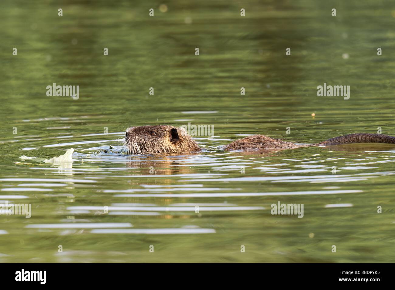 Coypu (Myocastor coypus) feeding in the water at Mare Saint James, Bois ...
