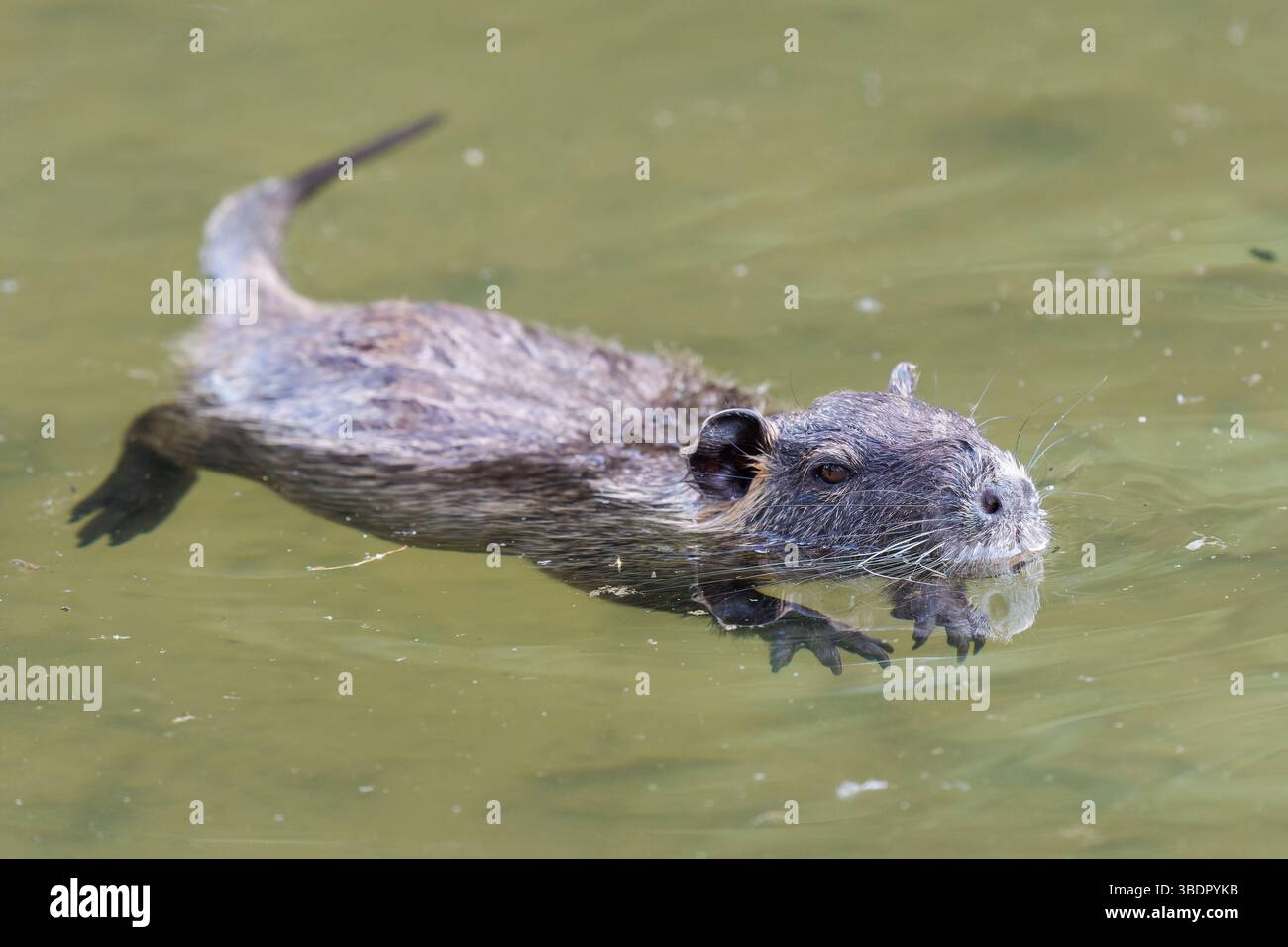 Coypu (Myocastor coypus) swimming in water at Mare Saint James, Bois de ...