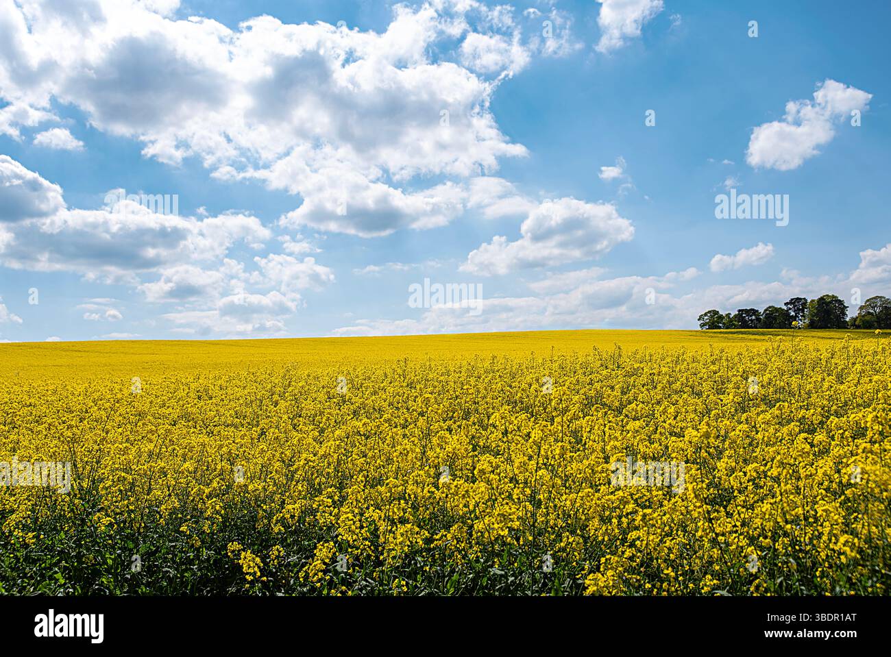 Landscape photography of rapeseed field, pasture, farm, agriculture ...
