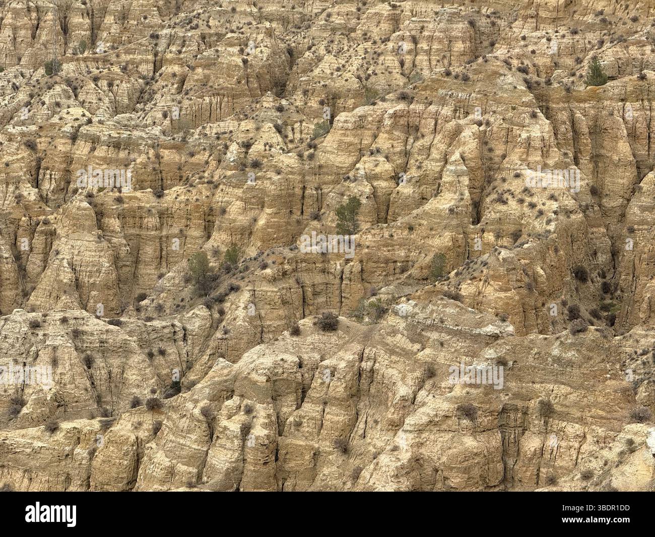 Arid badlands landscape with eroded hills, pine trees, and distant ...