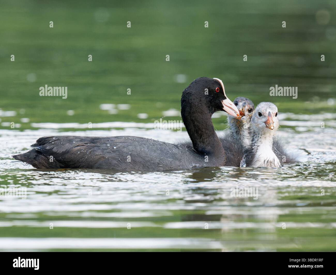 Species eurasian coot fulica hi-res stock photography and images - Alamy