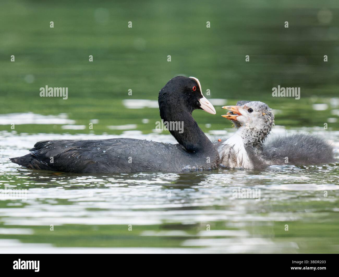 Species eurasian coot fulica hi-res stock photography and images - Alamy