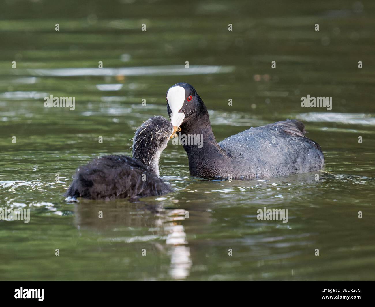 Species eurasian coot fulica hi-res stock photography and images - Alamy
