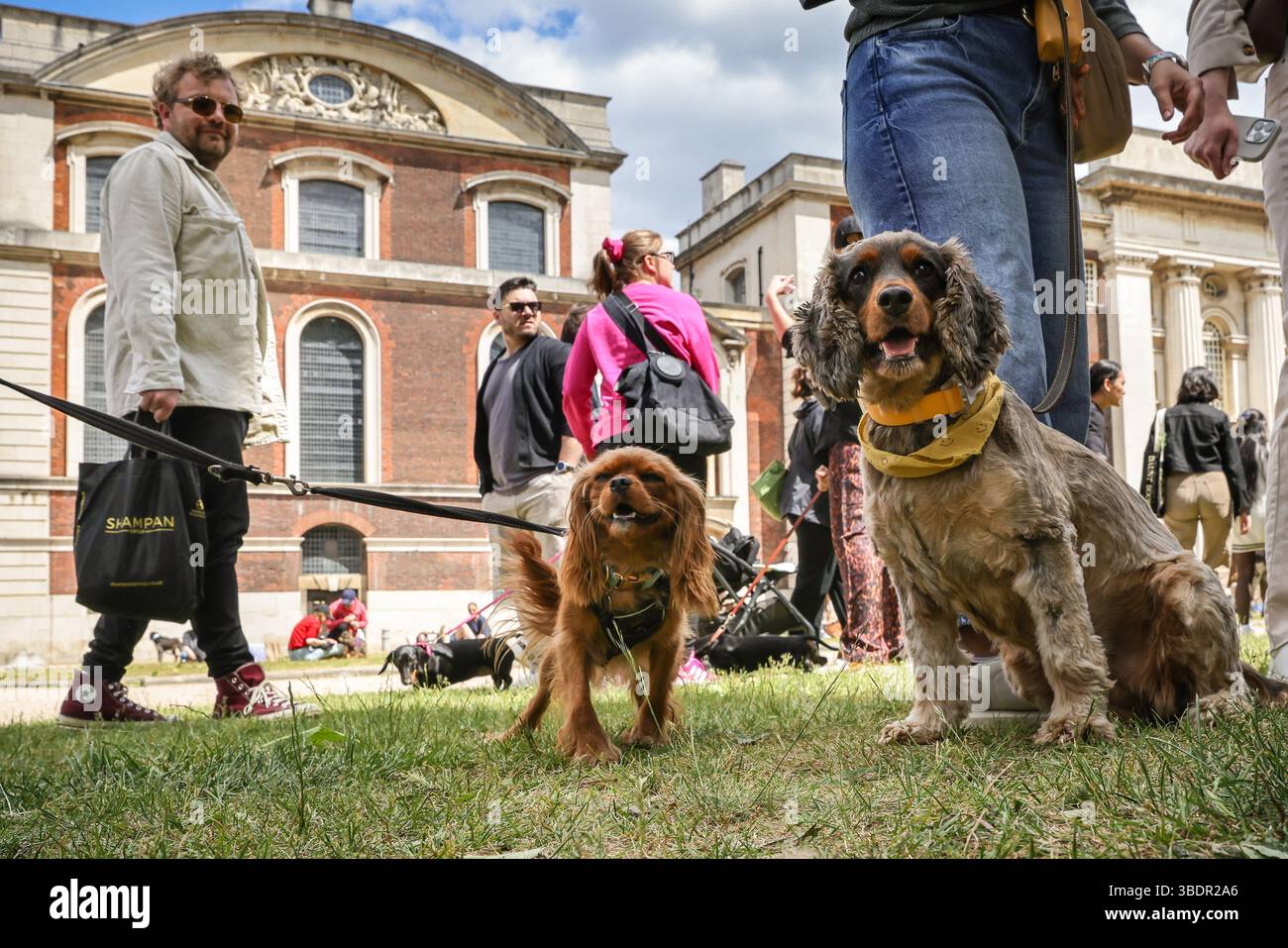 London, UK. 25th May, 2025. Greenwich Dog Show is a fun, free to see ...
