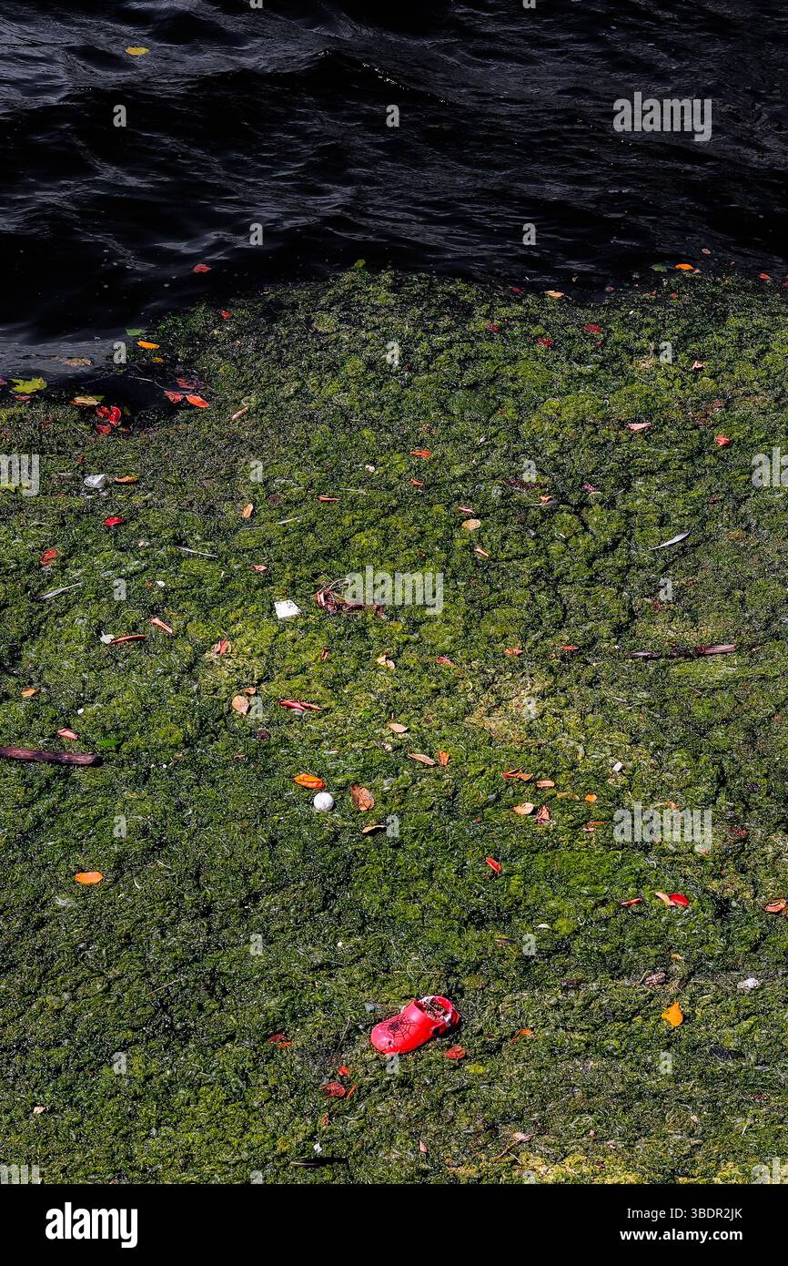 A child’s red shoe floating among green algae and detritus in a marina ...
